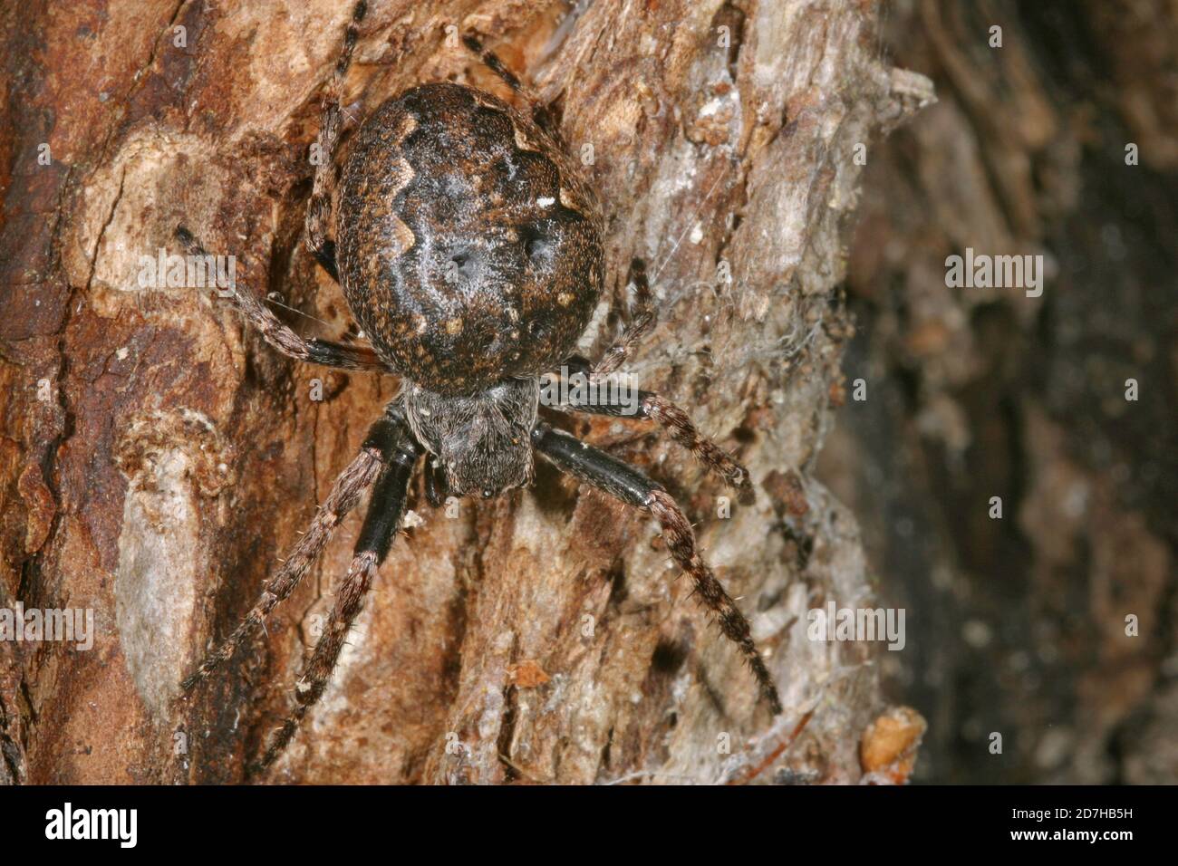 Crevice spider, Walnut Orb-Weaver Spider, Walnut orb weaver spider ... Crevice spider, Walnut Orb-Weaver Spider, Walnut orb weaver spider ...