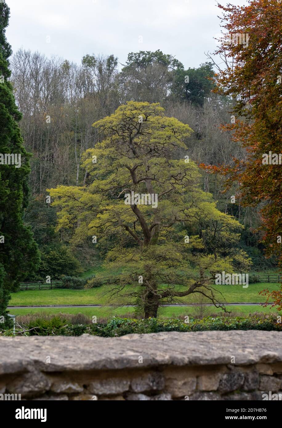Trees in autumn, photographed in Castle Combe, Wiltshire, in the ...