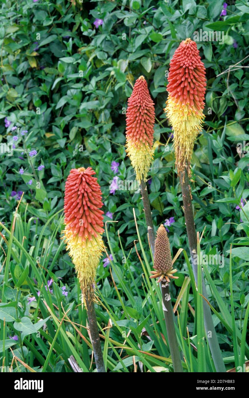 Tritoma (Kniphofia sp) 'Royal Standard' in bloom Stock Photo - Alamy