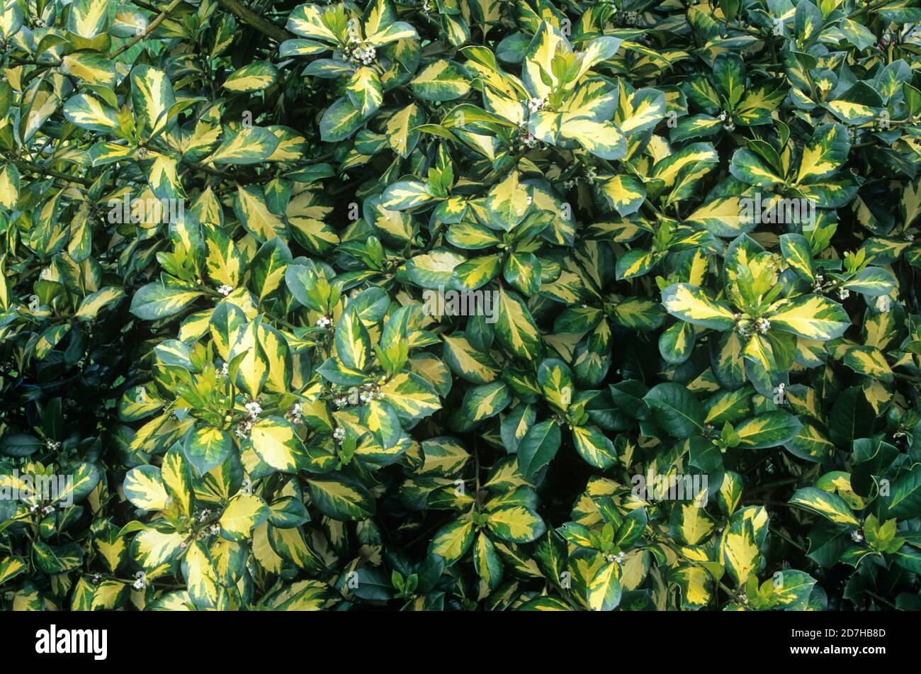 Variegated holly (Ilex x altaclarensis) 'Lawsoniana' Stock Photo - Alamy
