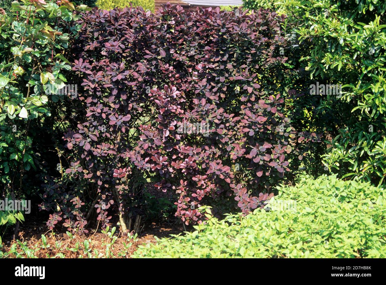 Purple barberry (Berberis x ottawansis) 'Superba' Stock Photo - Alamy