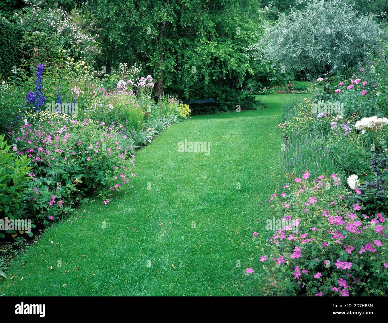 Lawn and flower borders with Geranium (Geranium sp) 'Summer Beauty ...