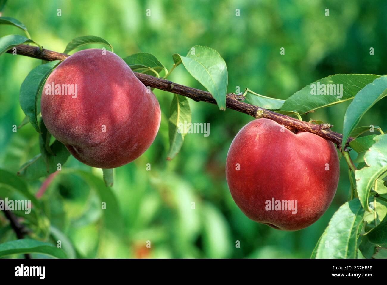 Peach 'Royal Gold' (Prunus persica Stock Photo - Alamy