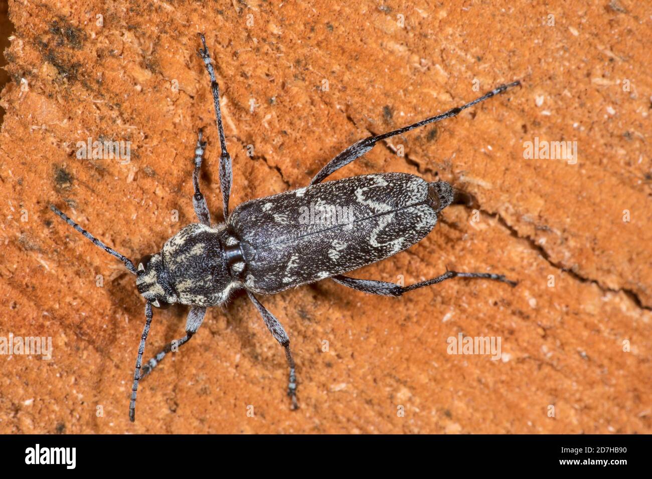 Xylotrechus hi-res stock photography and images - Alamy