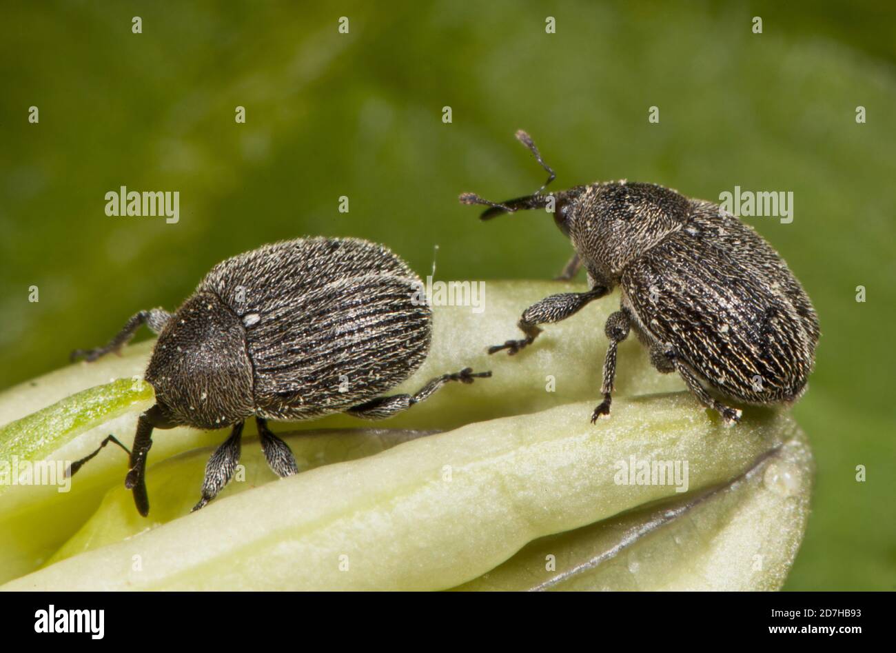 Pair insects hi-res stock photography and images - Alamy