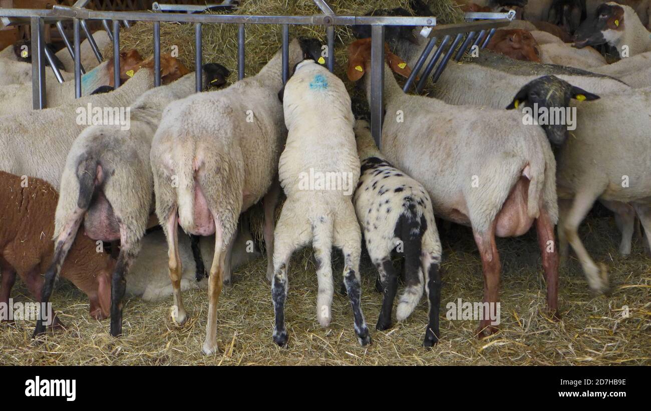 Free range sheeps hi-res stock photography and images - Alamy