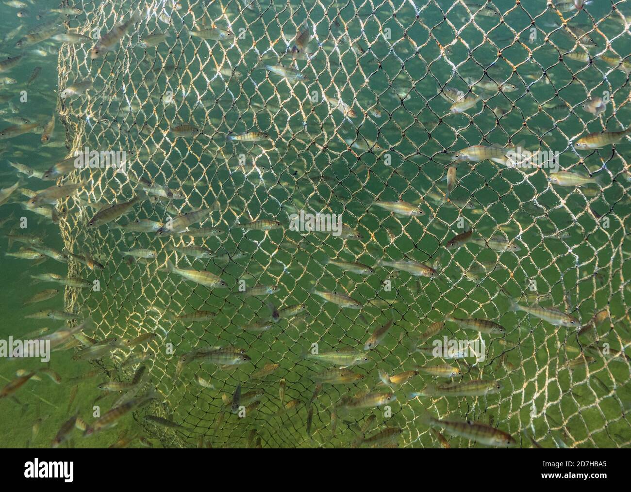 Fingerlings hi-res stock photography and images - Alamy