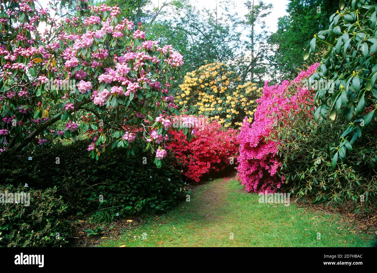 Garden scene in spring: Rhododendron in bloom, Azalea 'Easter Bonnet ...