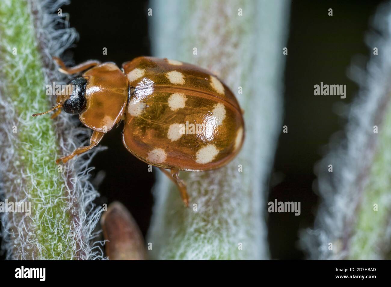 Cream-spot ladybird, Cream spot ladybird, Cream Spotted Lady-beetle ...