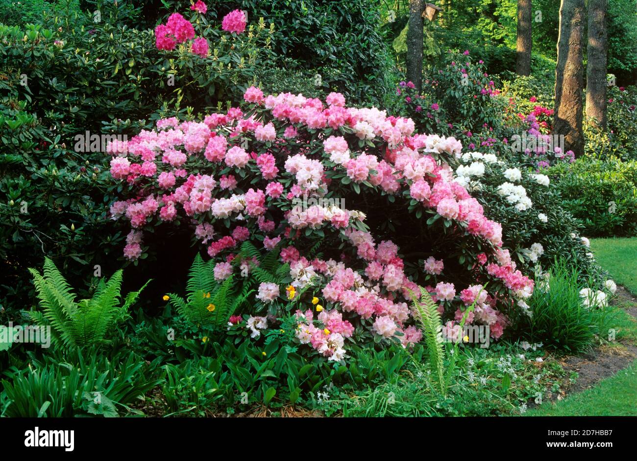 Heather earth: Azalee 'Lullaby' on the left, and Rhododendron ...