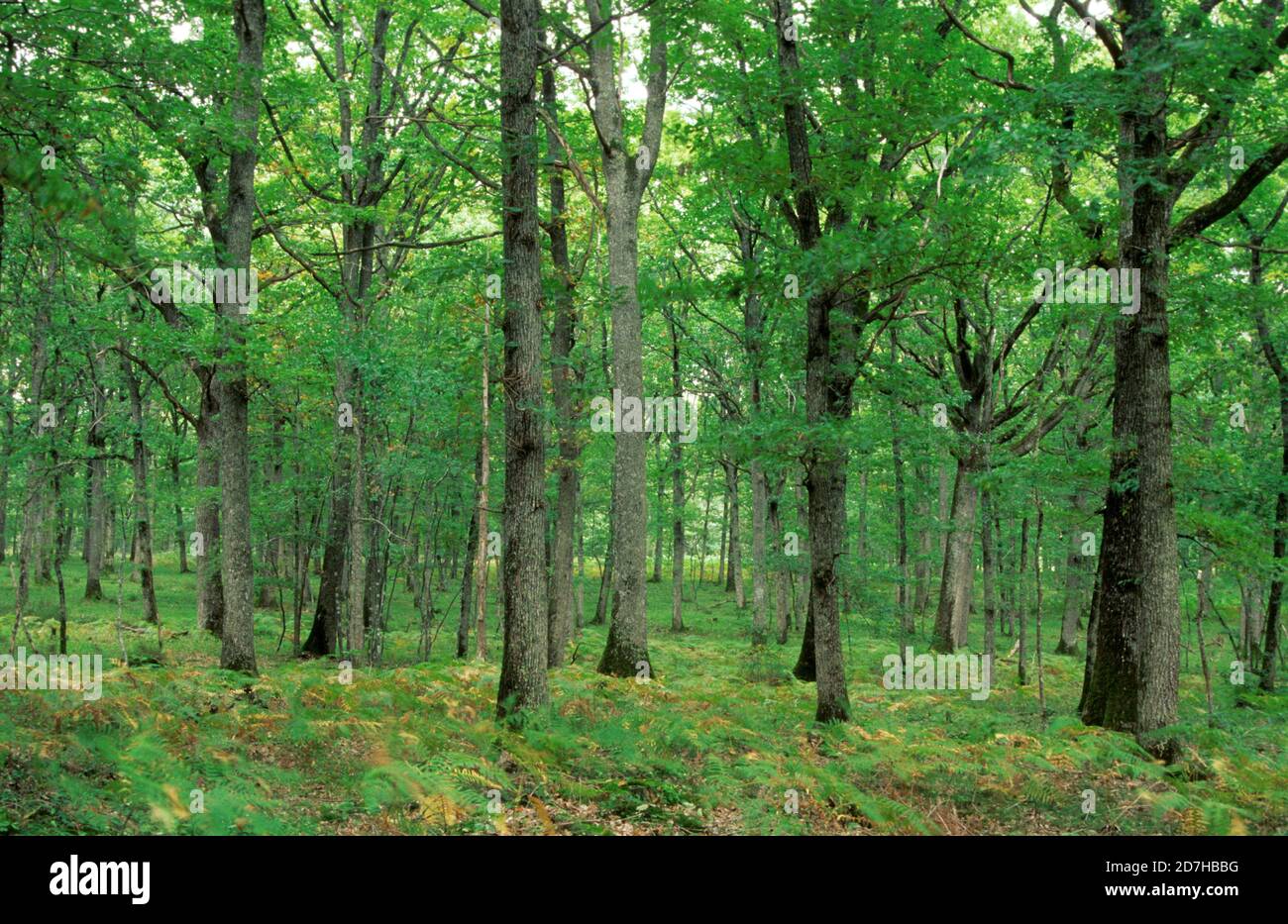 Oak forest (Quercus sp Stock Photo - Alamy