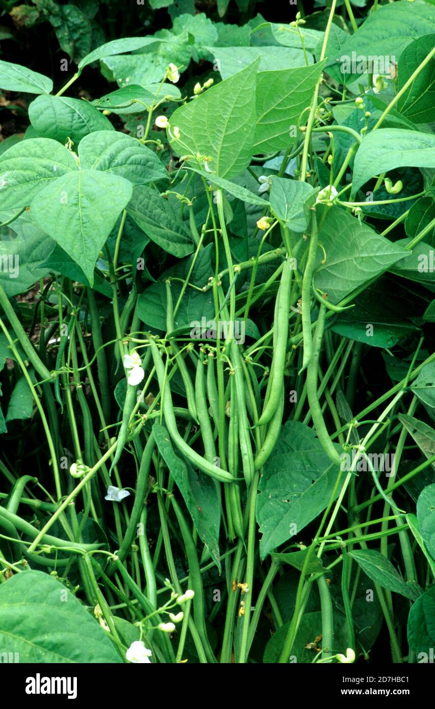 Green beans (Phaseolus vulgaris Stock Photo - Alamy
