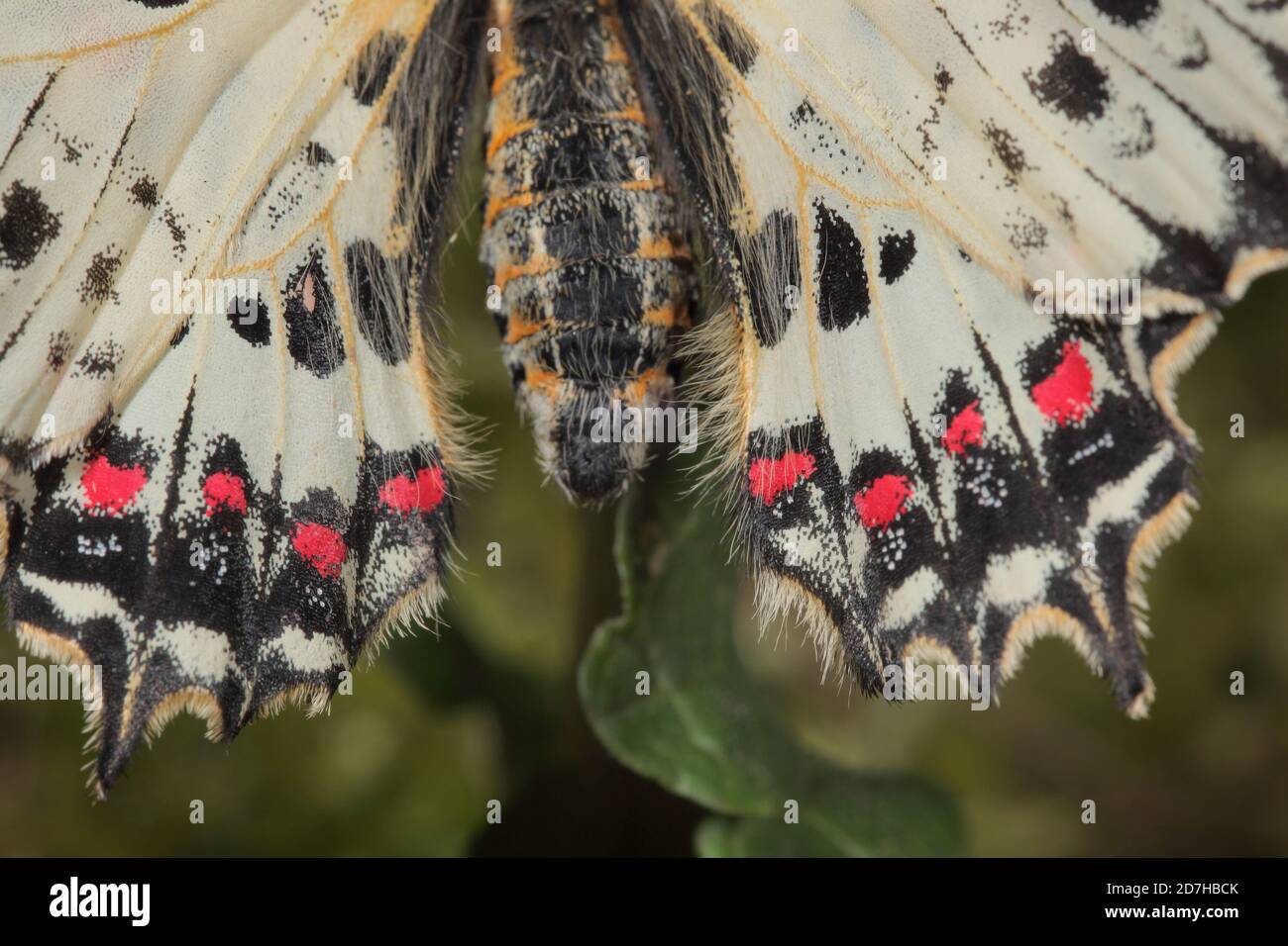 Eastern Festoon (Zerynthia cerisy, Allancastria cerisy), detail of the ...