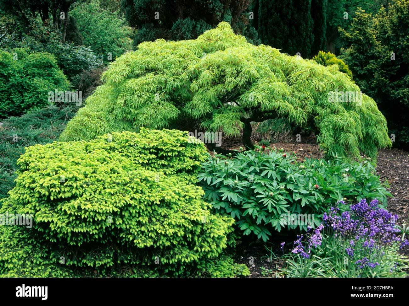 Dwarf norway spruce hi-res stock photography and images - Alamy