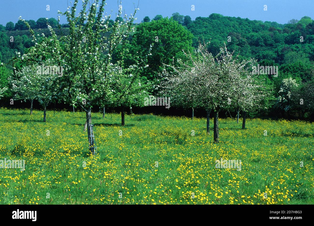 Apple trees in bloom in an orchard in spring, Orne, Normandy, France ...