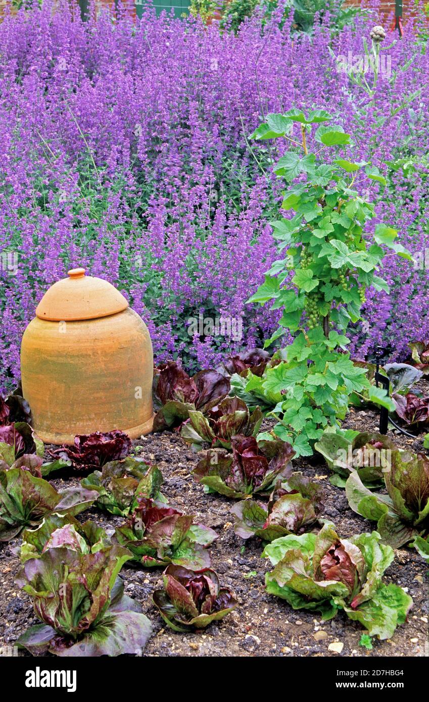 Vegetable Garden with Salad (Lactuca sativa), whitewashing bell ...