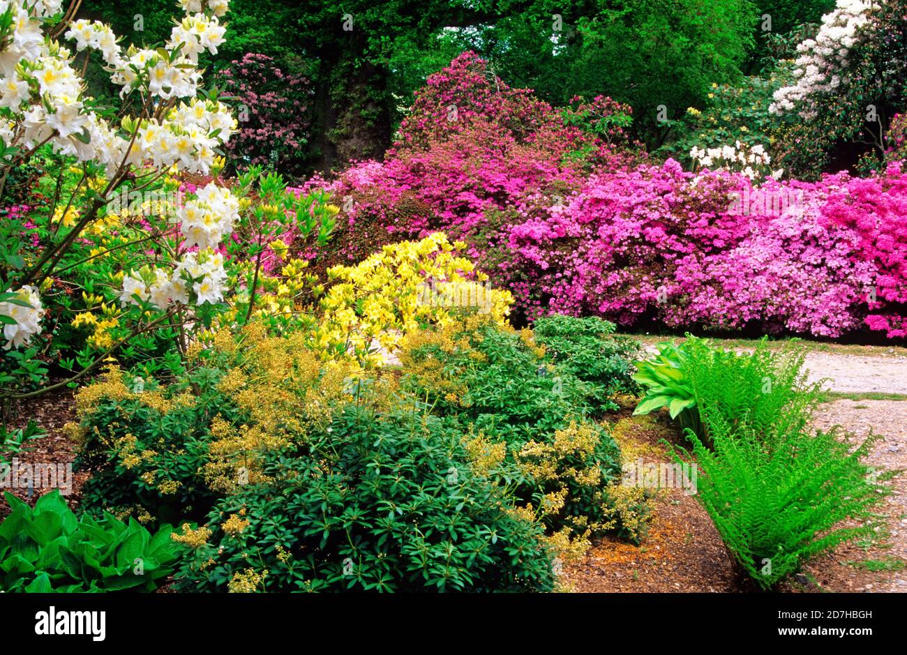 Heath earth massifwith Azalea and Rhododendron in spring Stock Photo ...