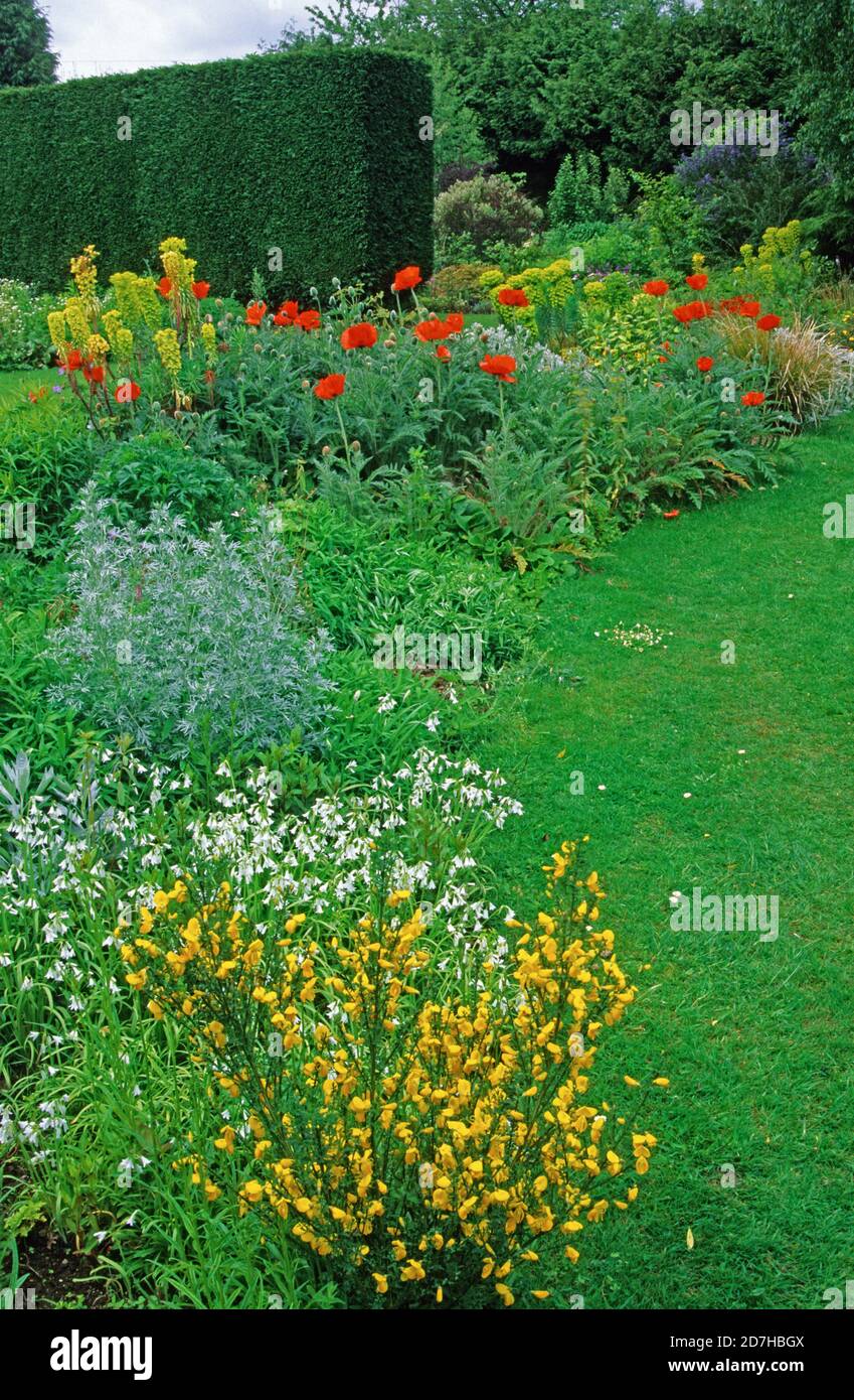 Flower bed with Broom (Cytisus sp), European spurge (Euphorbia ...