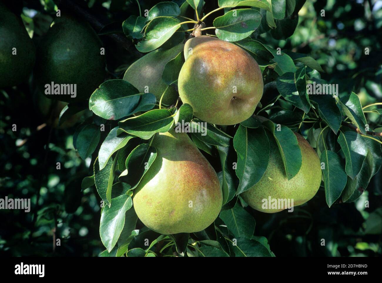Pear 'Doyenne du Comice' (Pyrus communis), fruit on the tree in autumn ...