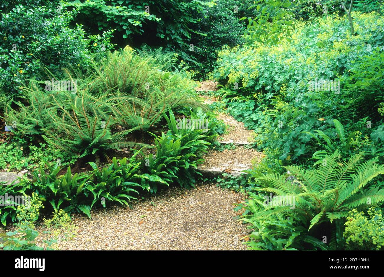 Alley and Hart's Tongue Fern (Asplenium scolopendrium), Soft shield ...