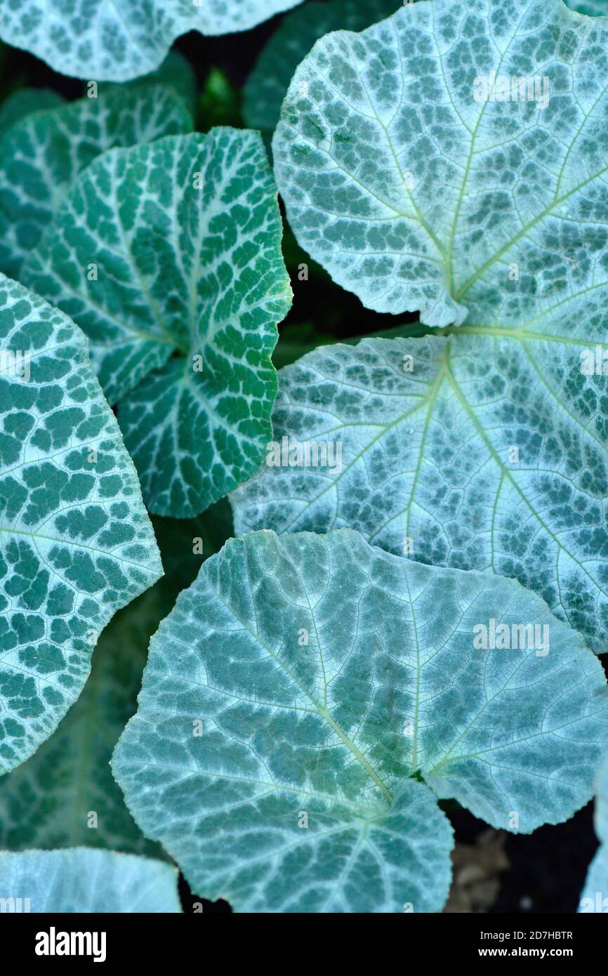Butternut squash (Cucurbita moschata) 'Butternut', leaves top view ...