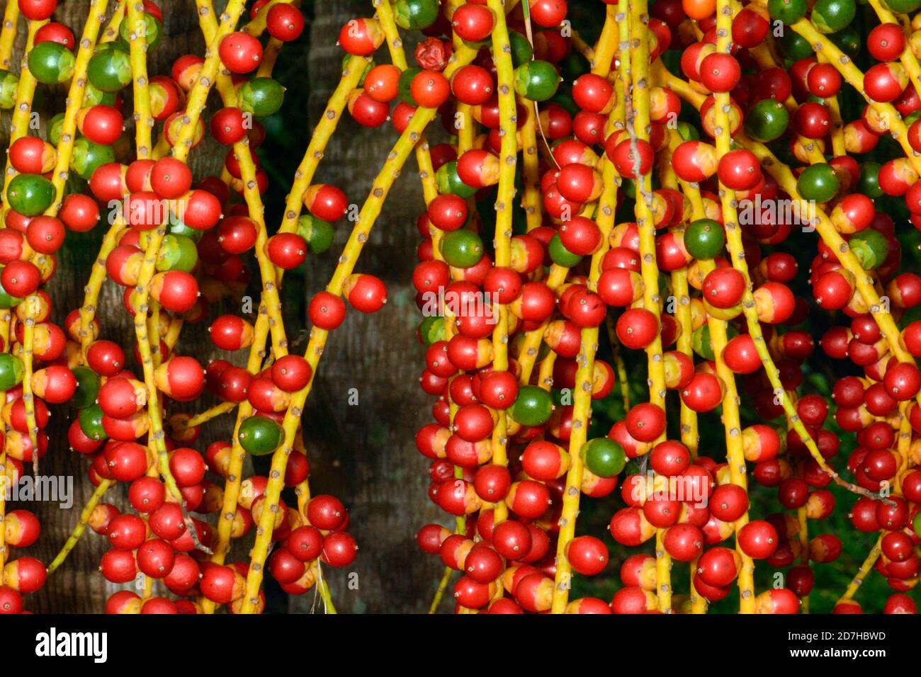 California fan palm (Washingtonia filifera) fruits Stock Photo - Alamy