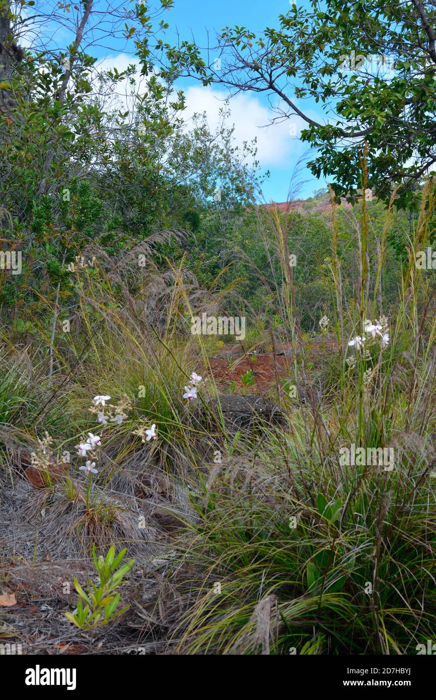 Orchid (Eriaxis rigida), Prony, New Caledonia Stock Photo - Alamy