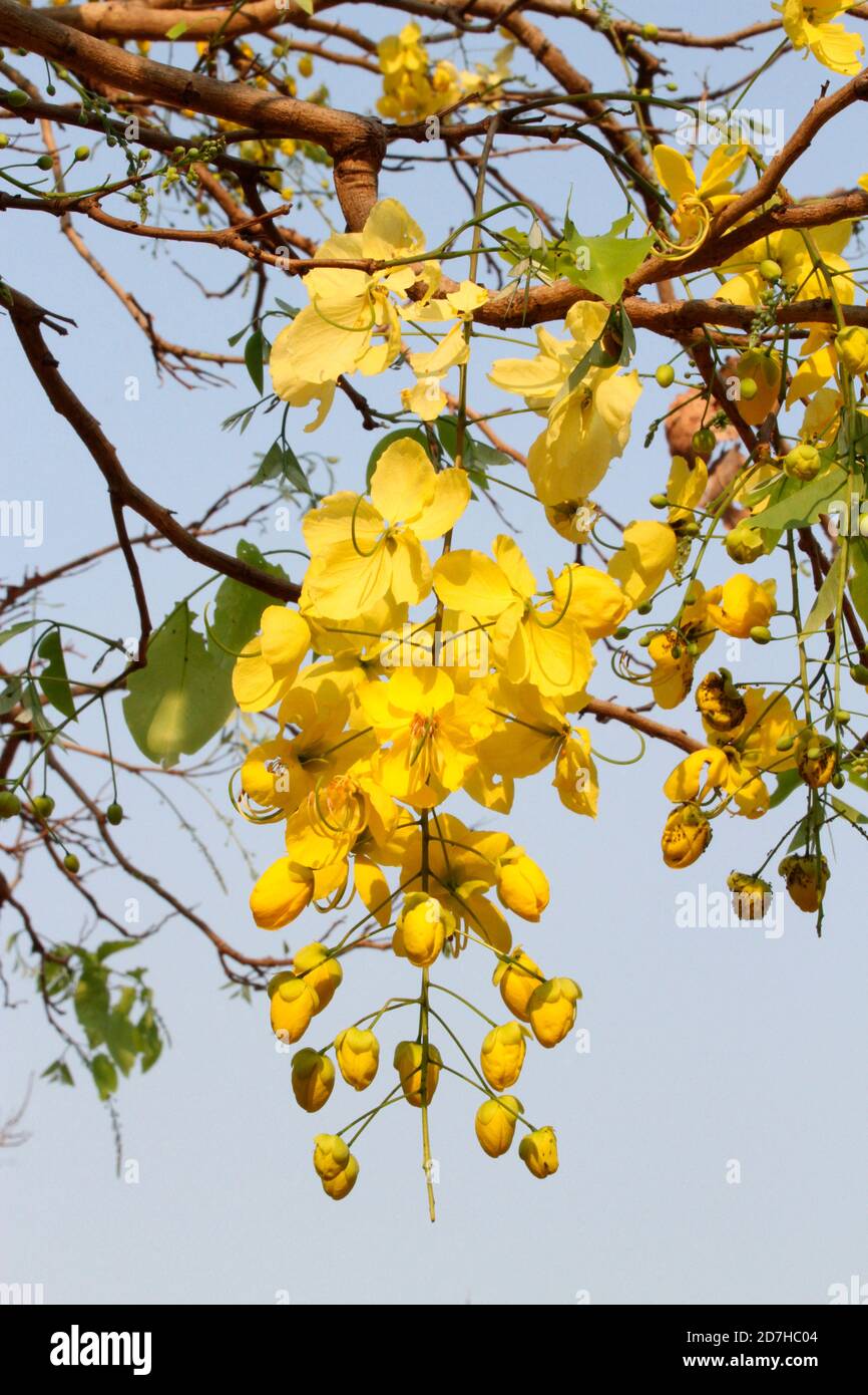 Golden shower (Cassia fistula) flowers, Cambodia Stock Photo - Alamy
