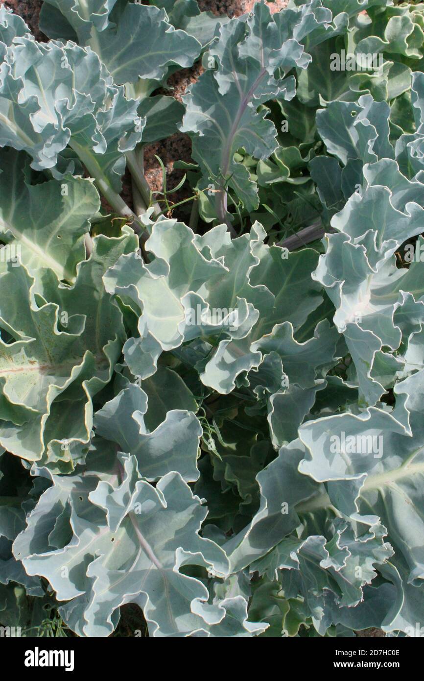 Sea kale (Crambe maritima) on a beach in Trebeurden, Brittany, France ...
