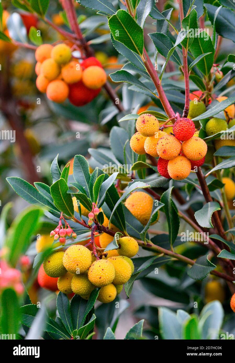 Arbutus sp hi-res stock photography and images - Alamy