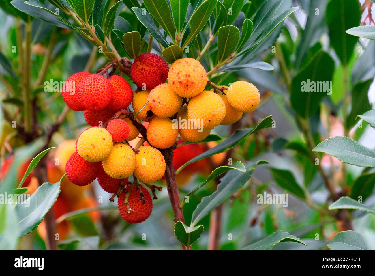 Arbutus (Arbutus unedo) Arbutus fruits, Pays de Loire, France Stock ...