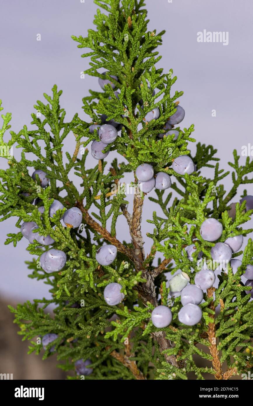 Cherrystone Juniper (Juniperus monosperma), New Mexico Stock Photo - Alamy