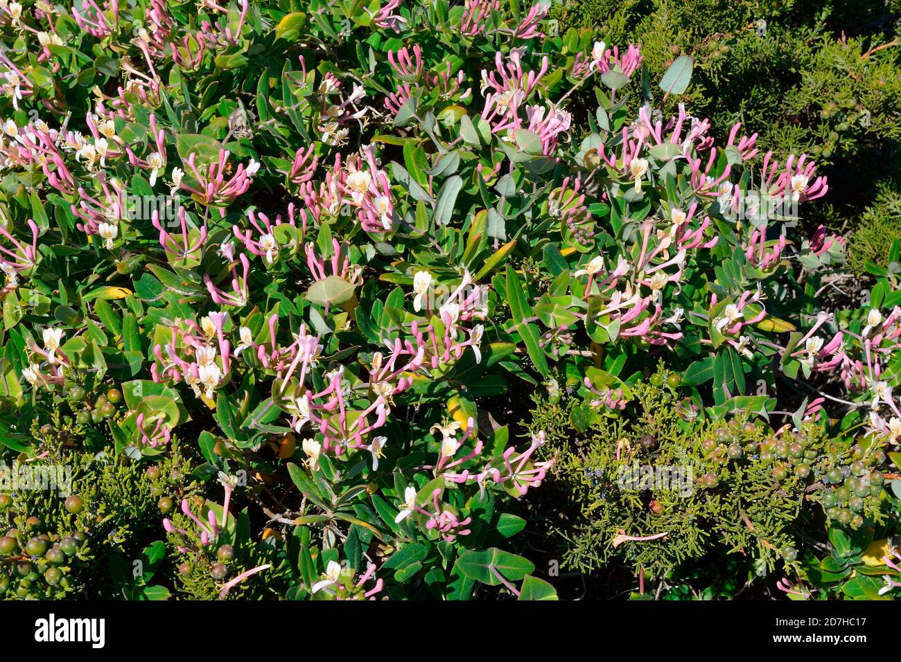 Honeysuckle (Lonicera implexa) in the middle of Phoenician Juniper ...
