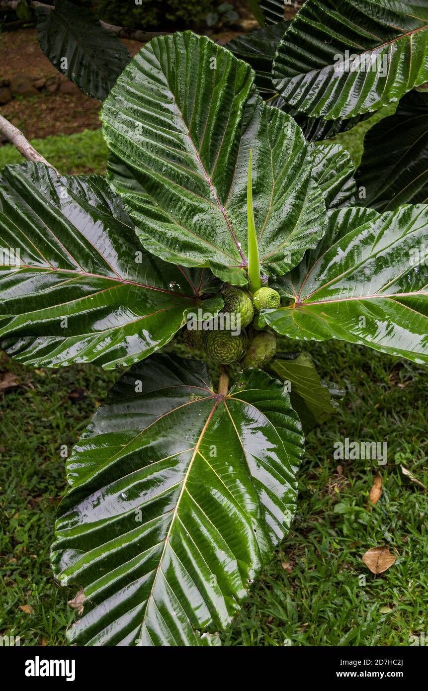 Fig ficus dammaropsis leaf hi-res stock photography and images - Alamy
