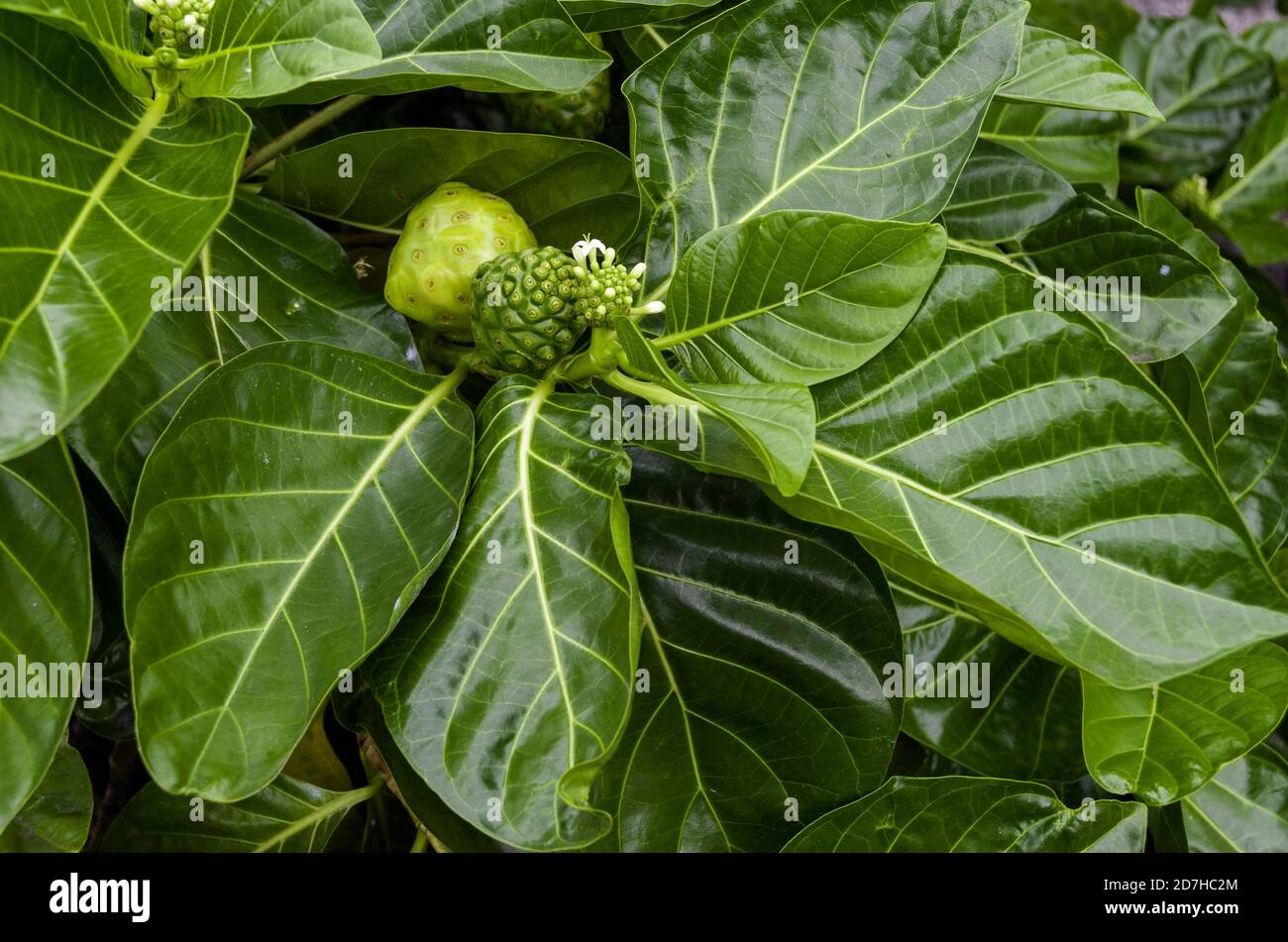 Indian mulberries morinda citrifolia hi-res stock photography and ...