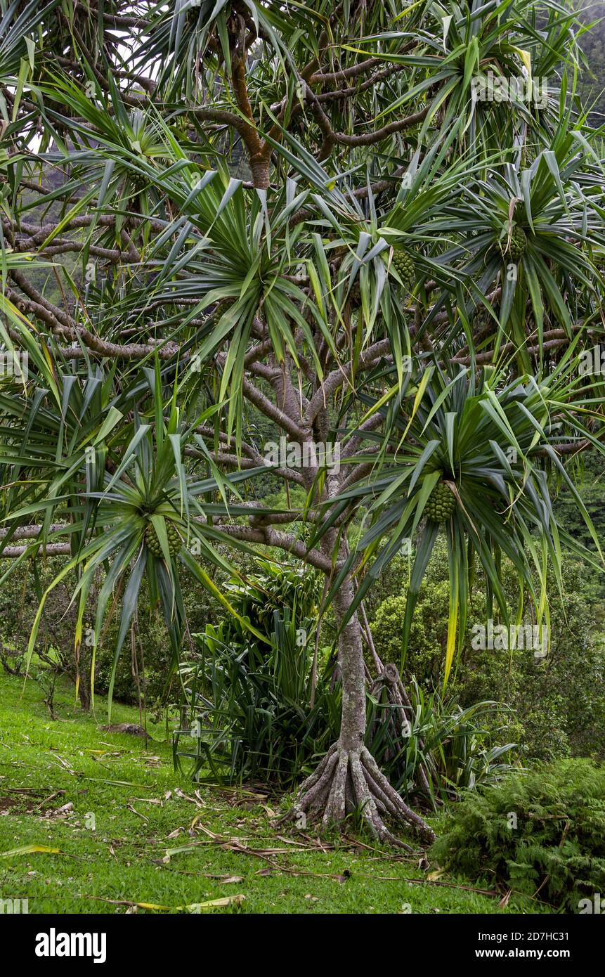 Screw Pine (Pandanus tectorius), Hawaii Stock Photo - Alamy