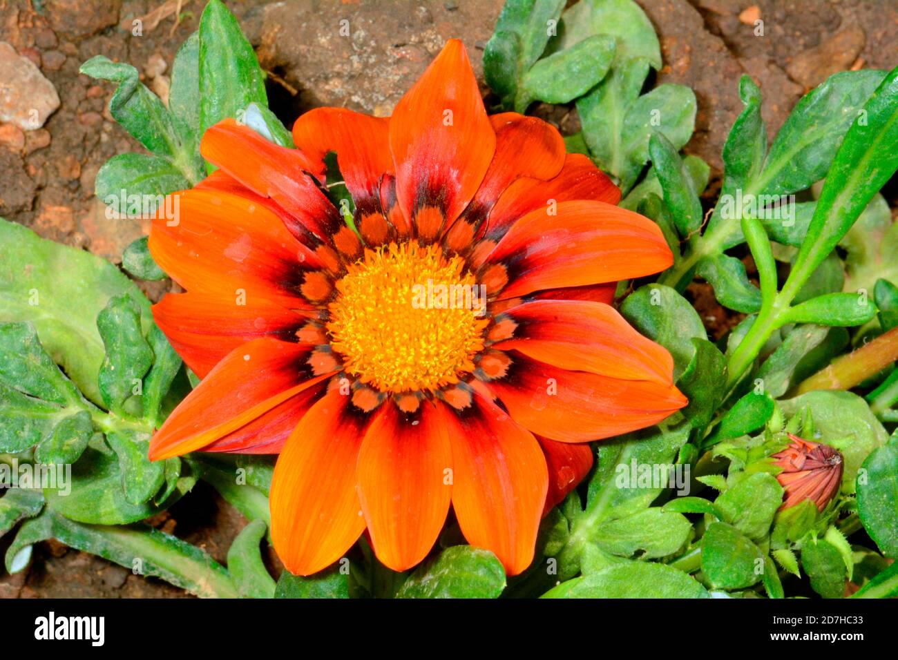 Gazania (Gazania rigens) flower, New Caledonia Stock Photo - Alamy
