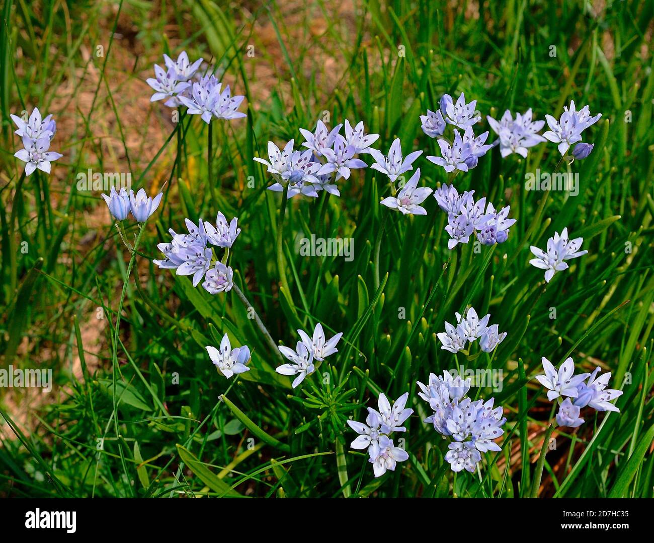Spring squill (Scillaa verna) in bloom, Pyrenees, France Stock Photo ...