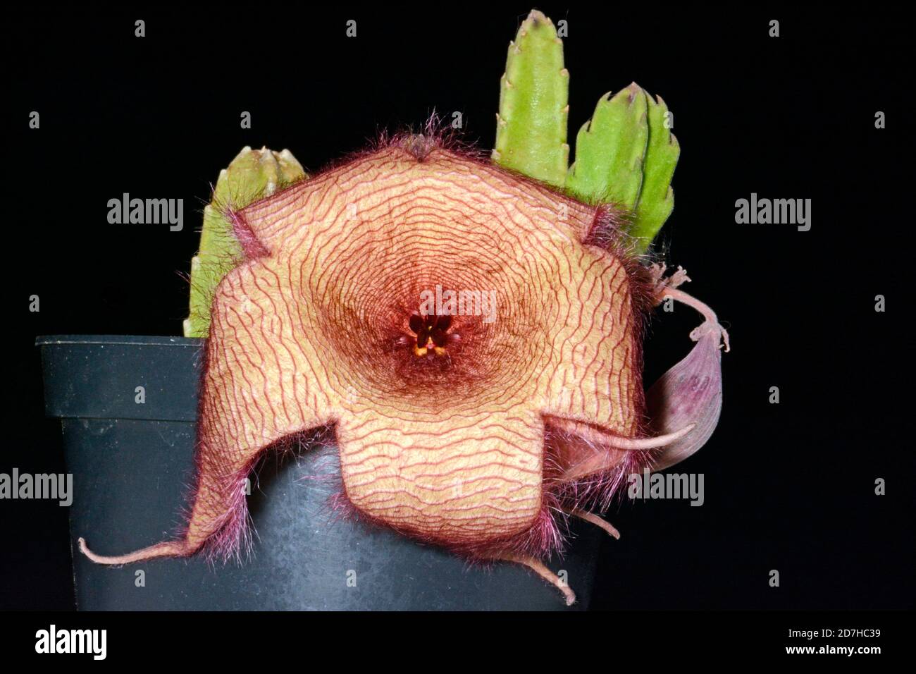 Zulu giant (Stapelia gigantea) flower, New Caledonia Stock Photo - Alamy