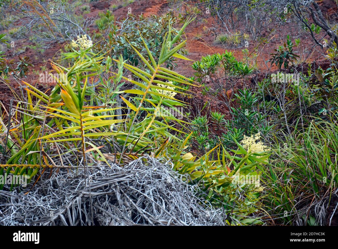 Pacific Bushcane (Flagellaria neocaledonica), mining scrub, New ...