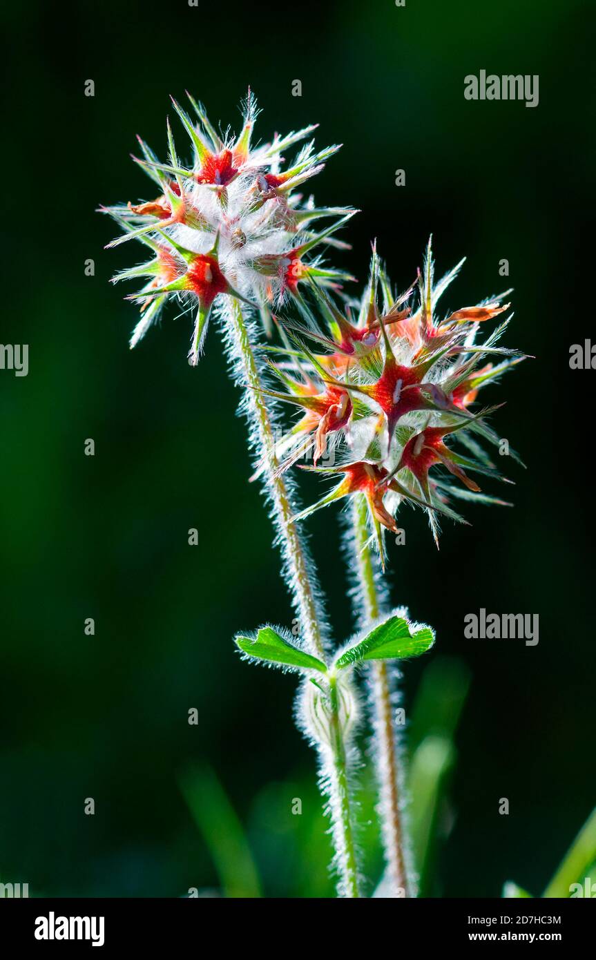 Stellate Flower High Resolution Stock Photography and Images - Alamy