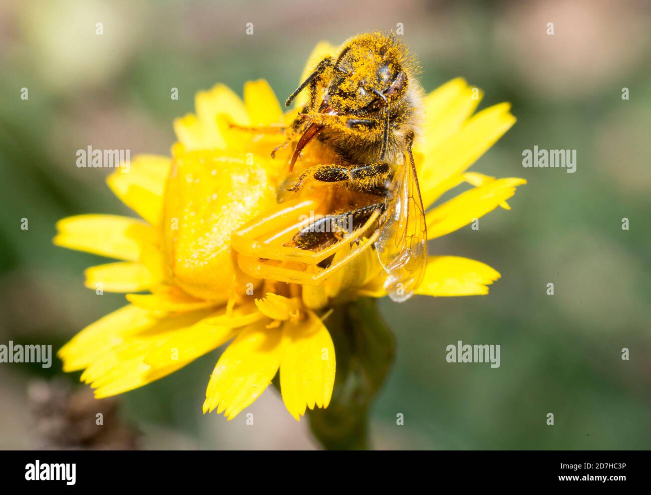 Goldenrod Spider (Misumena vatia) capturing a honey bee (Apis mellifera ...