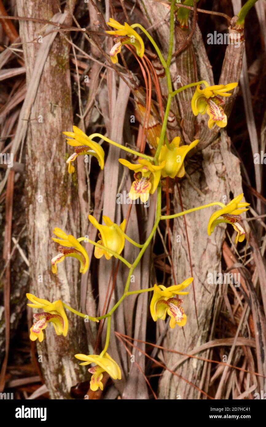 Niaouli orchid (Dendrobium closterium) flowers, Mont Dore, New ...