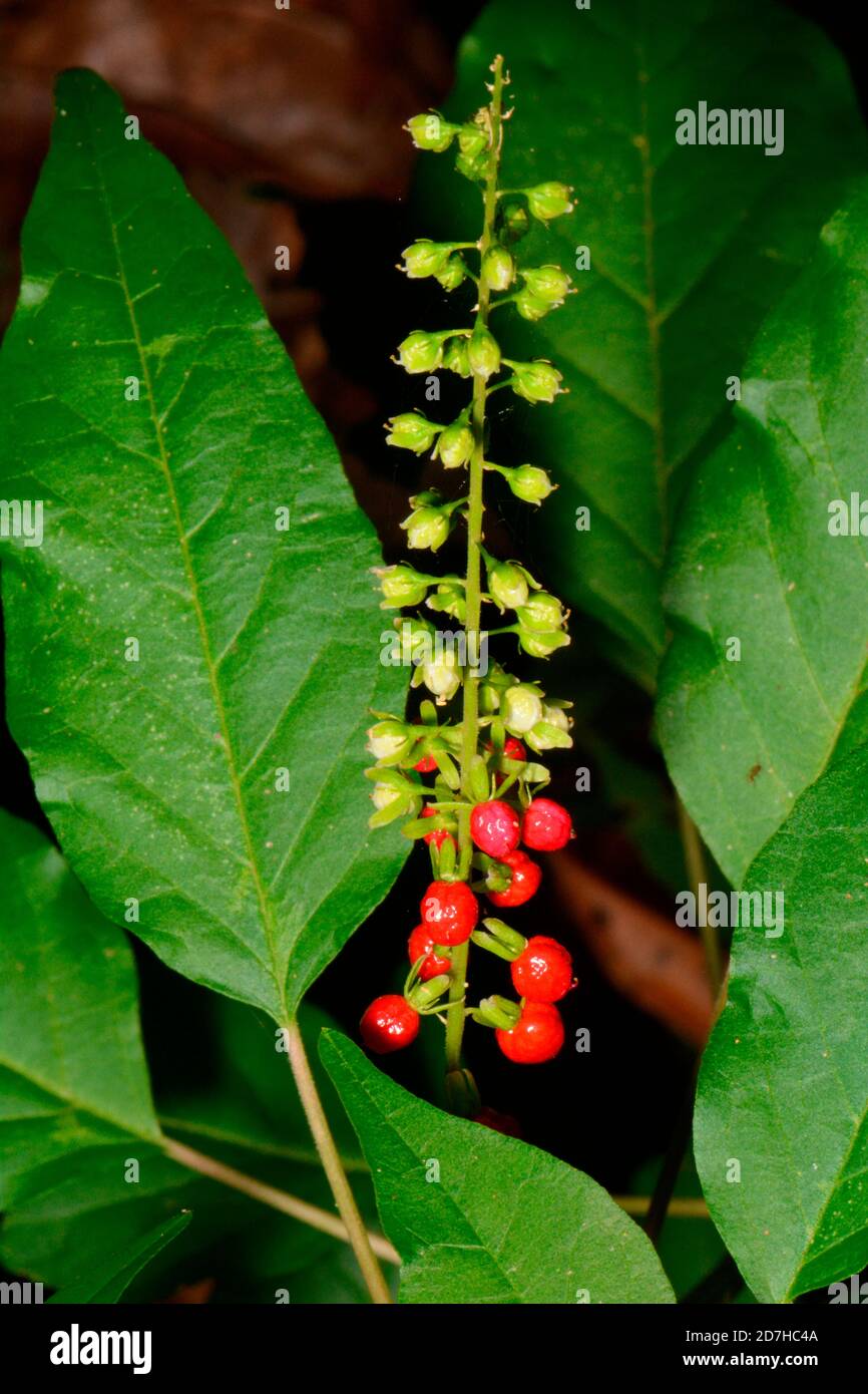 Bloodberry (Rivina humilis), berries, Ile des Pins, New Caledonia Stock ...