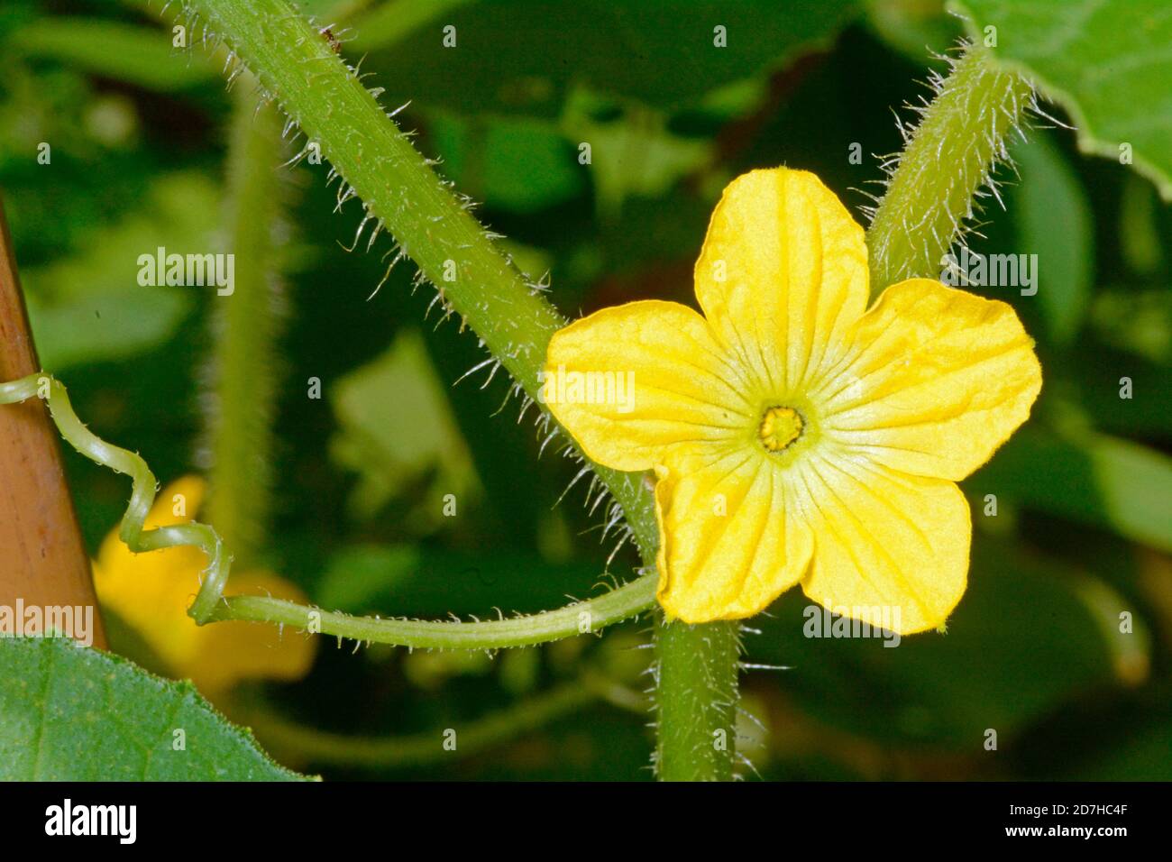 Cucumis melo species hi-res stock photography and images - Alamy