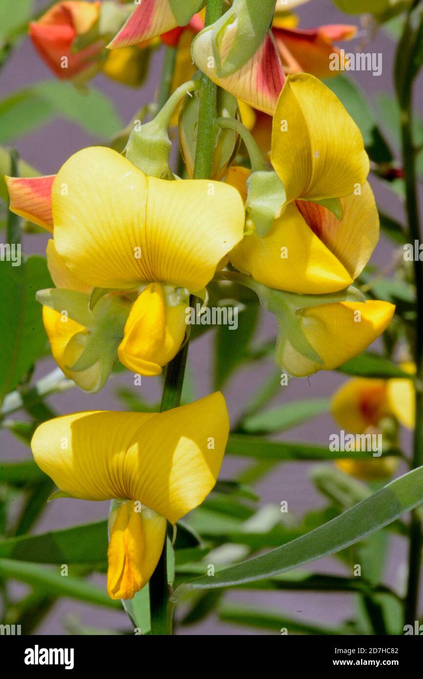 Crotalaria flowers hi-res stock photography and images - Alamy