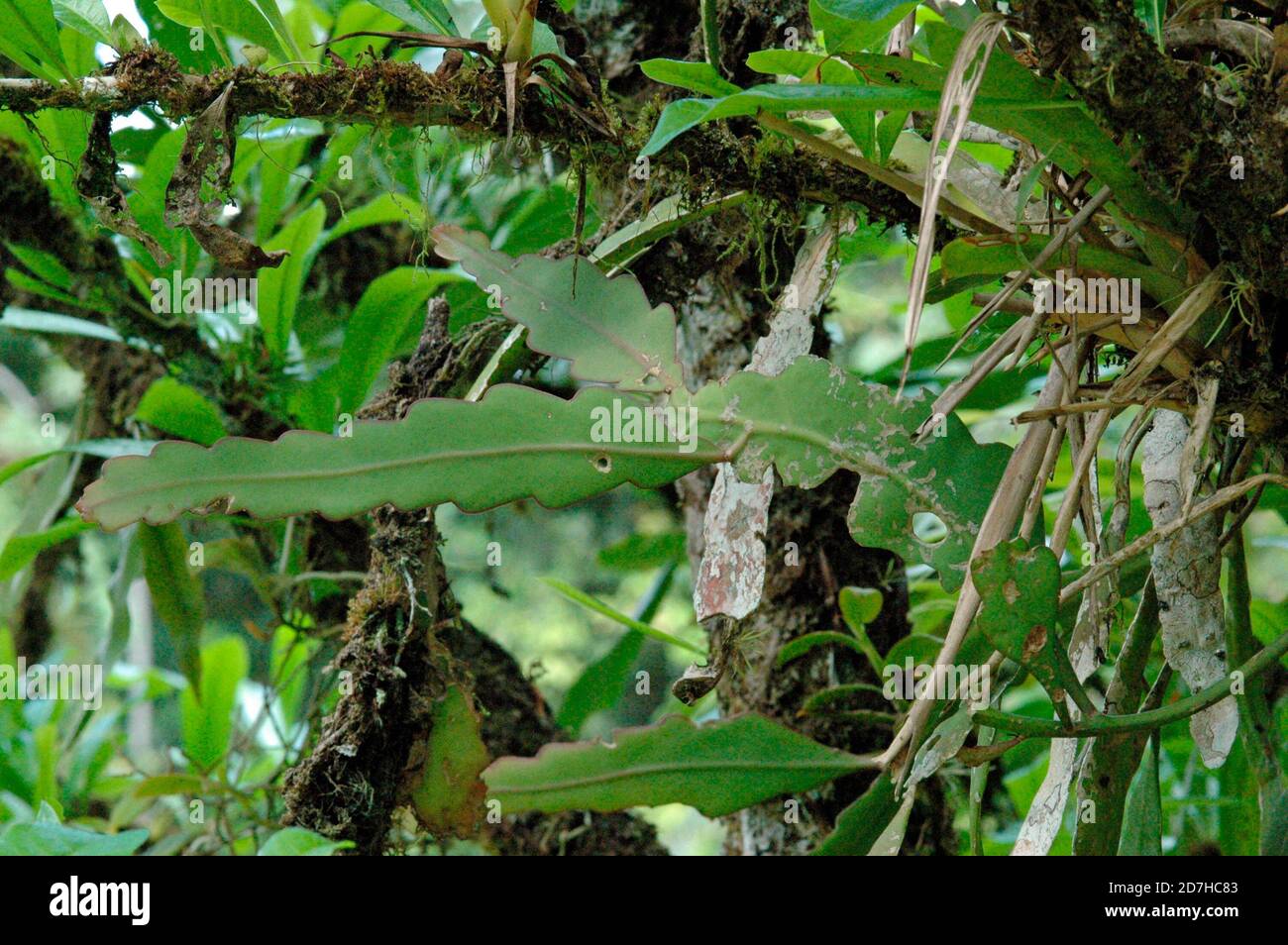 Climbing cactus (Epiphyllum phyllanthus), French Guyana Stock Photo - Alamy