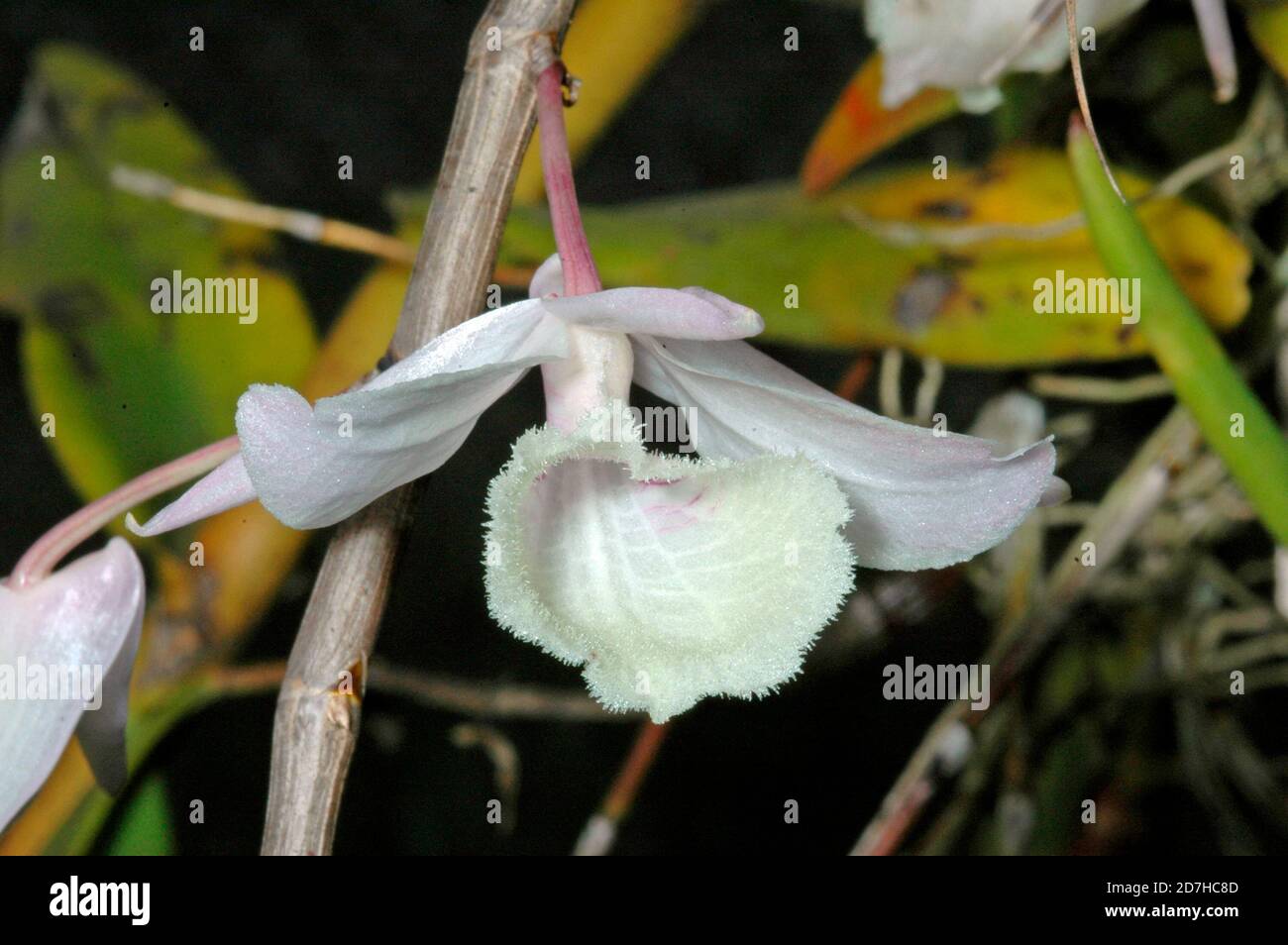 Orchid (Dendrobium aphyllum) flower, tropical Asia Stock Photo - Alamy