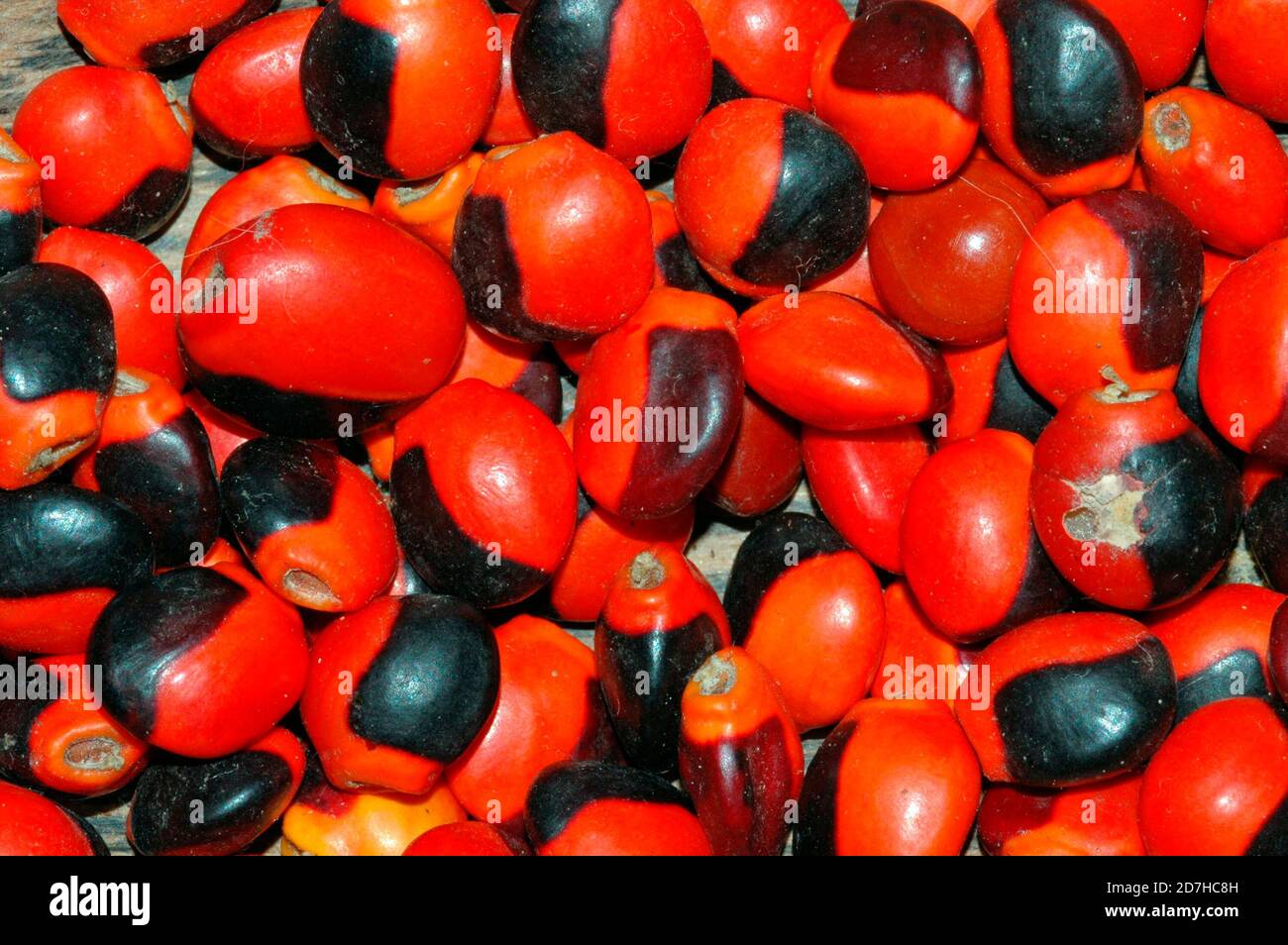 Necklace Tree (Ormosia monosperma) seeds, French Guyana Stock Photo - Alamy