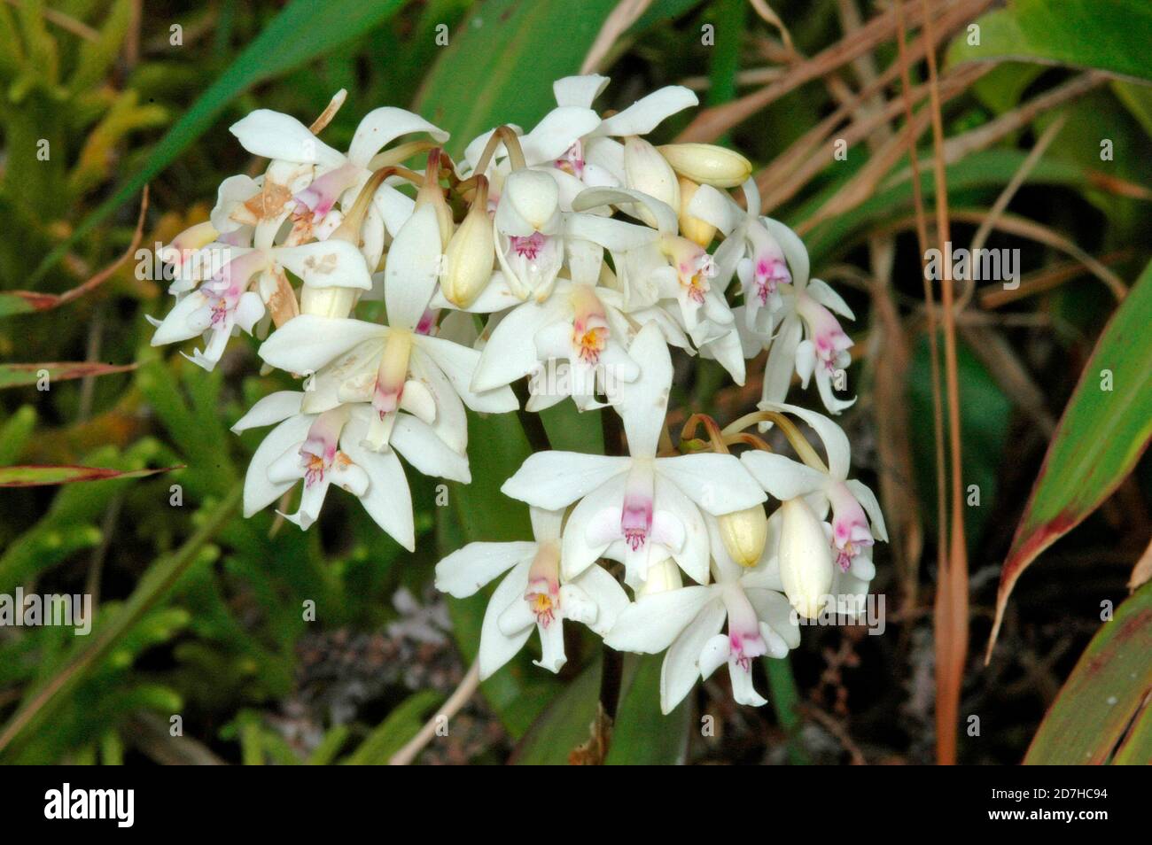 Orchid (Epidendrum patens) flowers, Soufriere, Guadeloupe Stock Photo ...